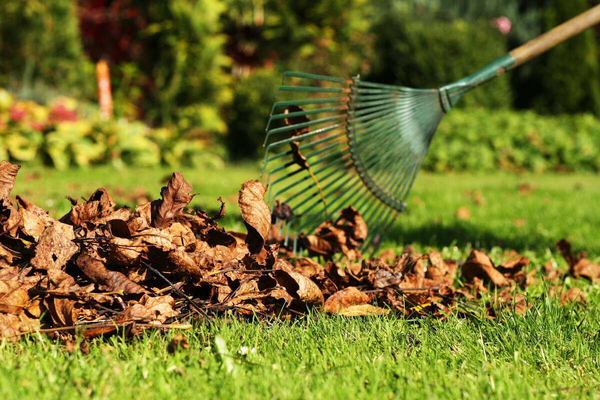 Expert Landscaping and Leaf Cleanup for a Beautiful, Healthy Yard ...