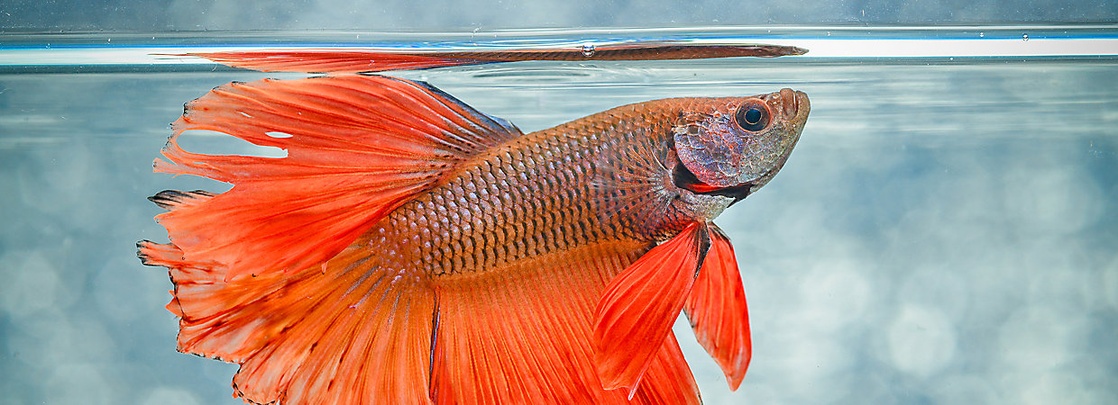A Beginner’s Guide to Choosing and Caring for Bettas: What to Know ...