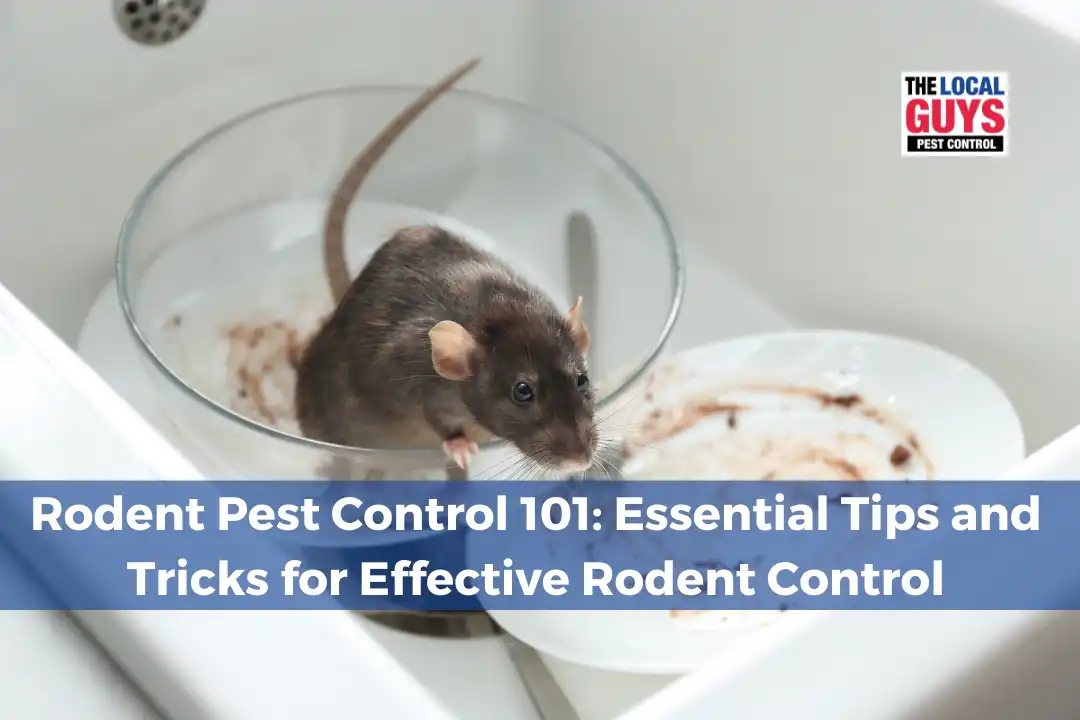 Rat Control Delta: Effective Strategies for Managing Rodent ...